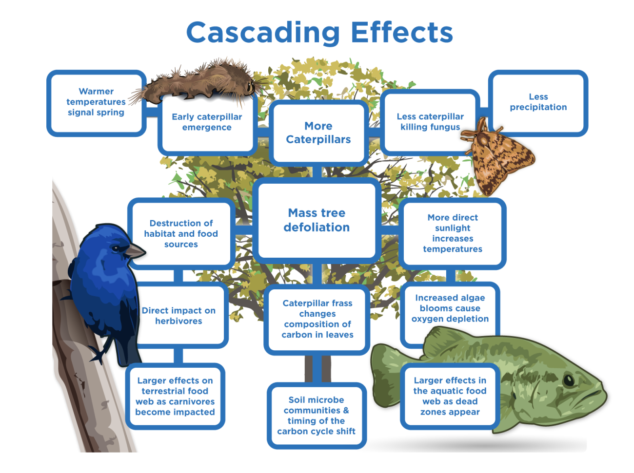 How a Tree’s Life can Change an Ecosystem: Plant Phenology, Gypsy Moths ...