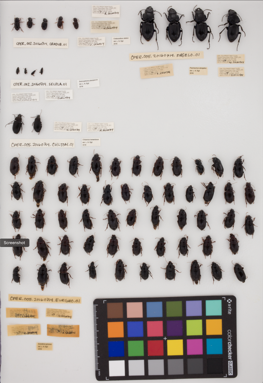 What's That Beetle? Ask the Algorithm | NSF NEON | Open Data to ...