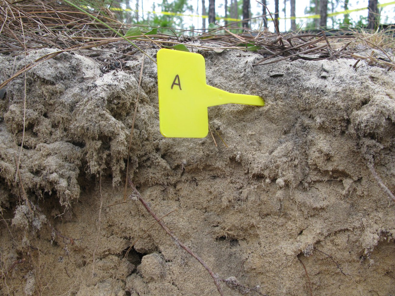 Ordway-Swisher Biological Station NEON (OSBS) Soil Descriptions | NSF ...