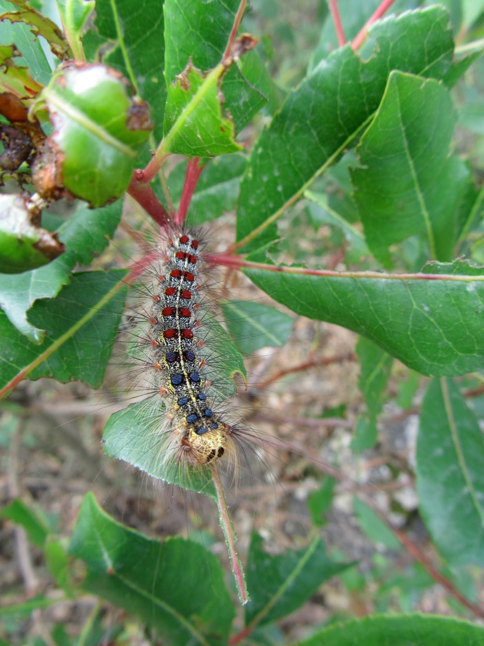 How a Tree’s Life can Change an Ecosystem: Plant Phenology, Gypsy Moths ...