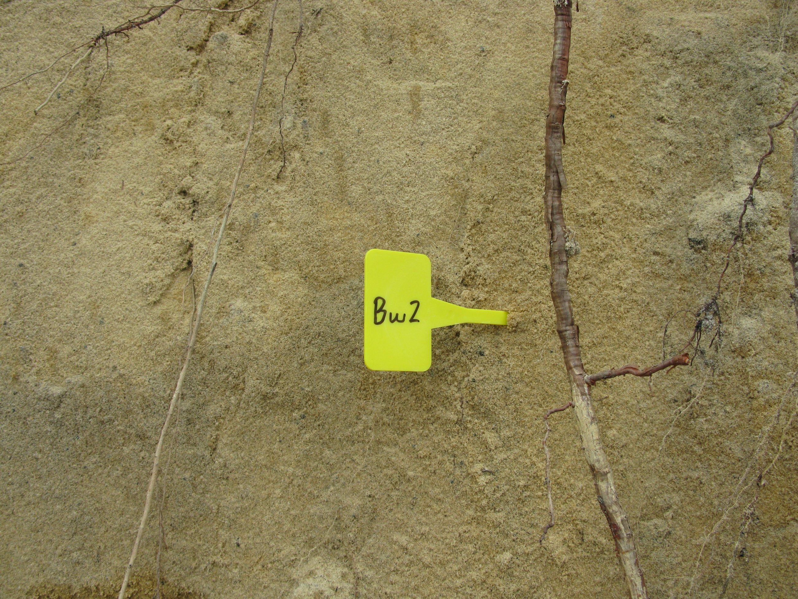 Ordway-Swisher Biological Station NEON (OSBS) Soil Descriptions | NSF ...