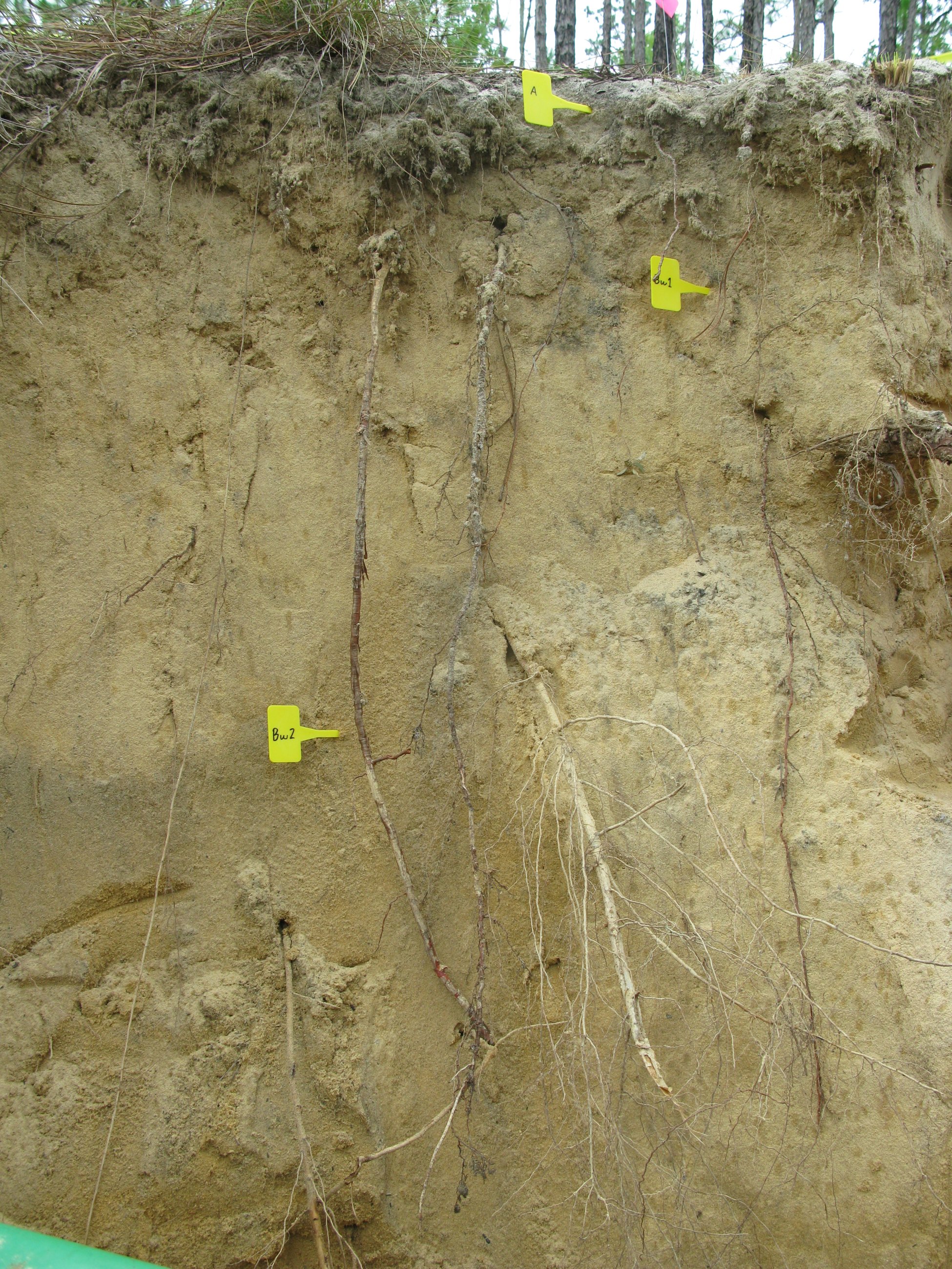 Ordway-Swisher Biological Station NEON (OSBS) Soil Descriptions | NSF ...
