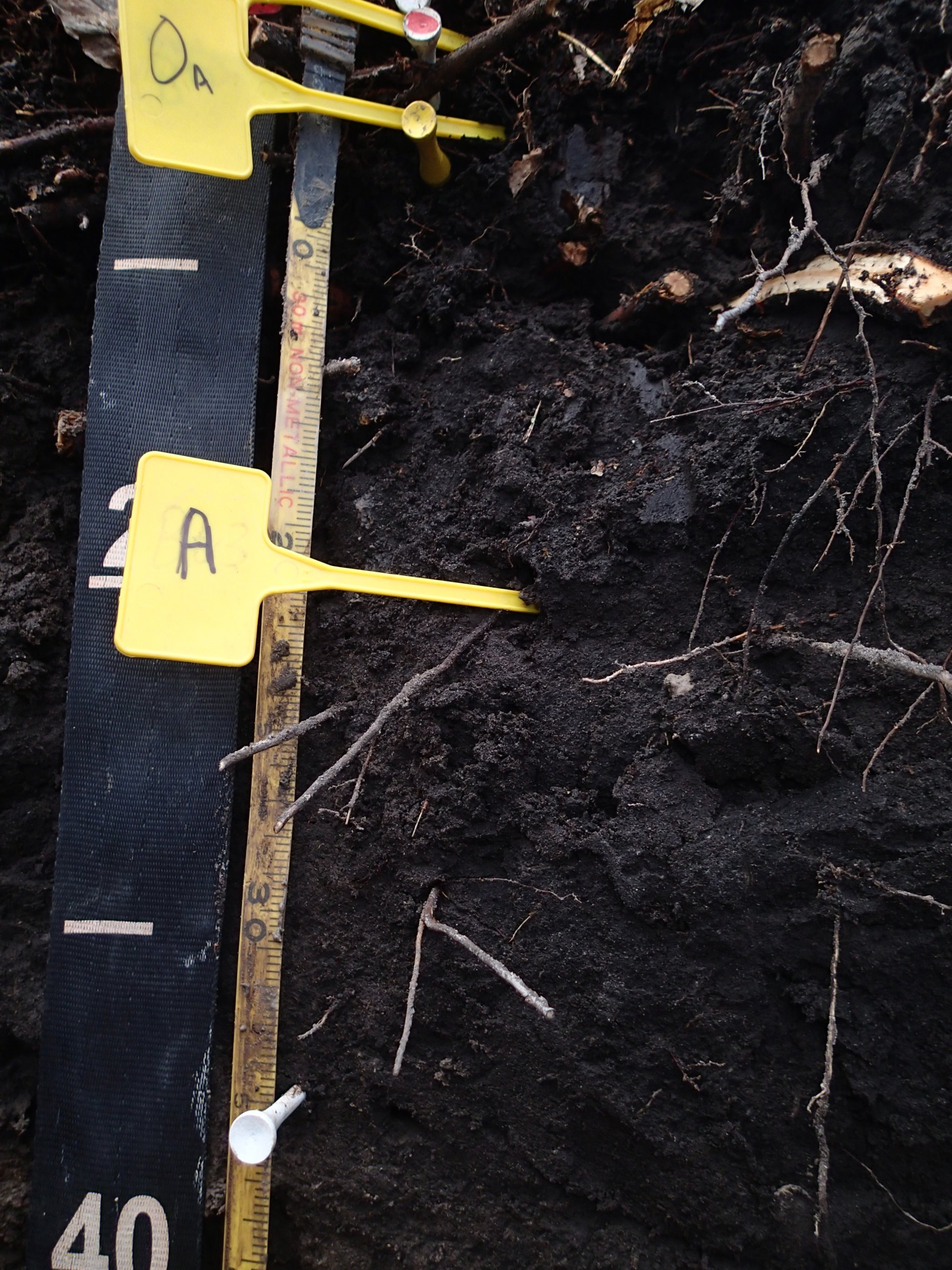 Mountain Lake Biological Station NEON (MLBS) Soil Descriptions | NSF ...