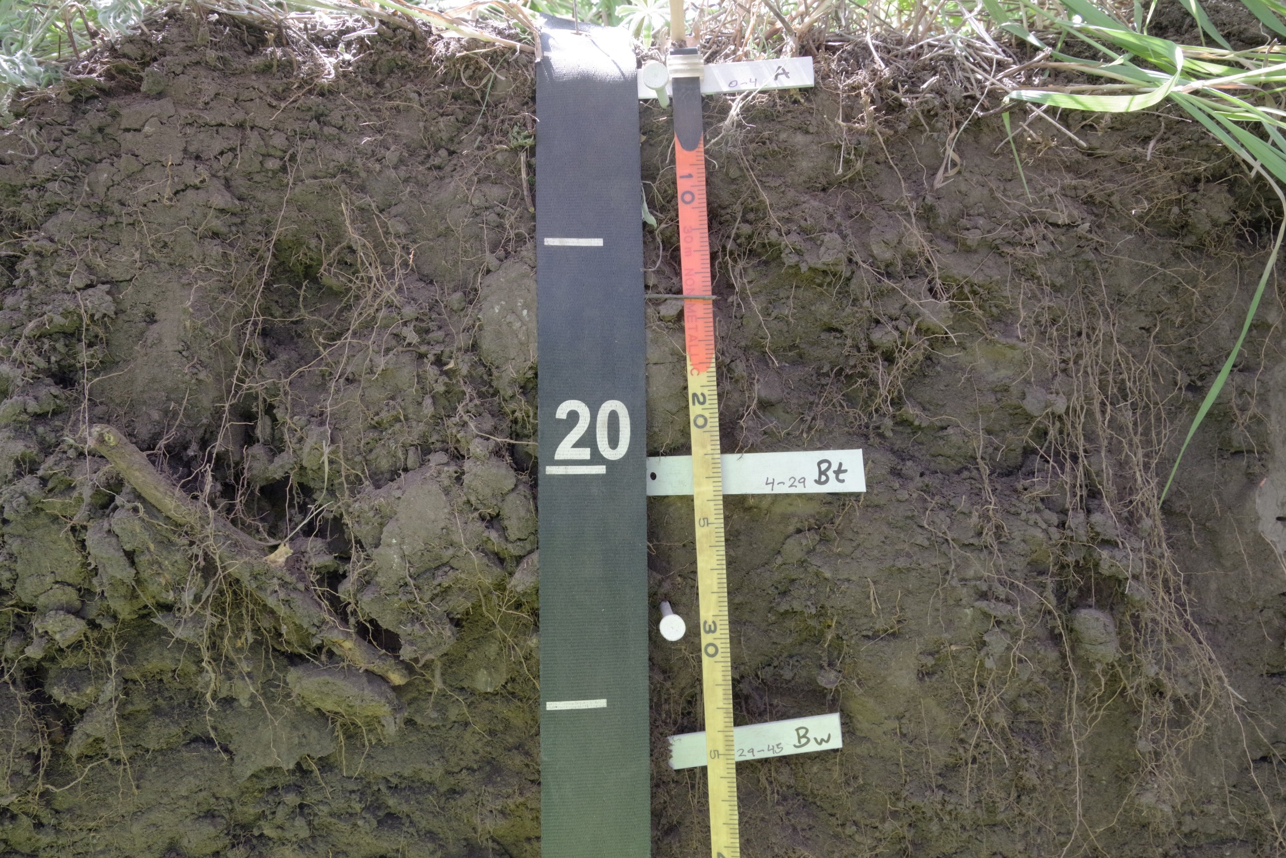 Yellowstone National Park NEON (YELL) Soil Descriptions | NSF NEON ...