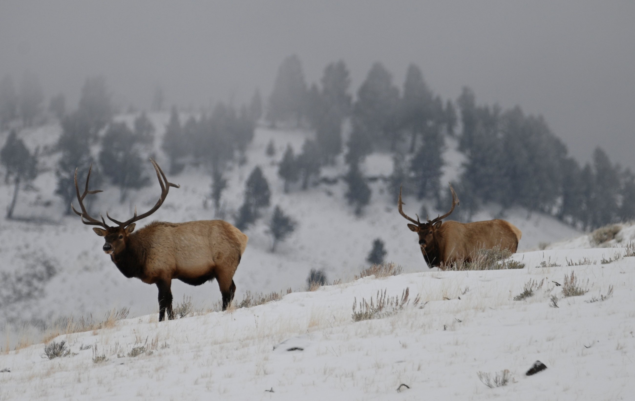 Domain Digest No. 3: Winter Across the Observatory | NSF NEON | Open ...