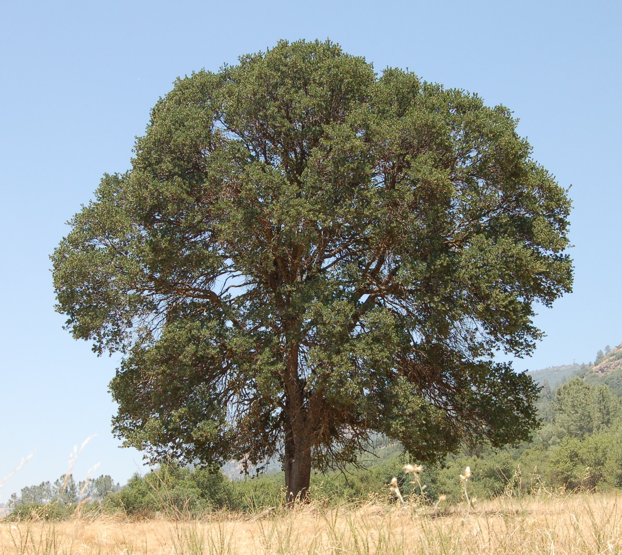 AGU-TEX Project Update: Monitoring Blue Oaks in the Sierra Foothills ...