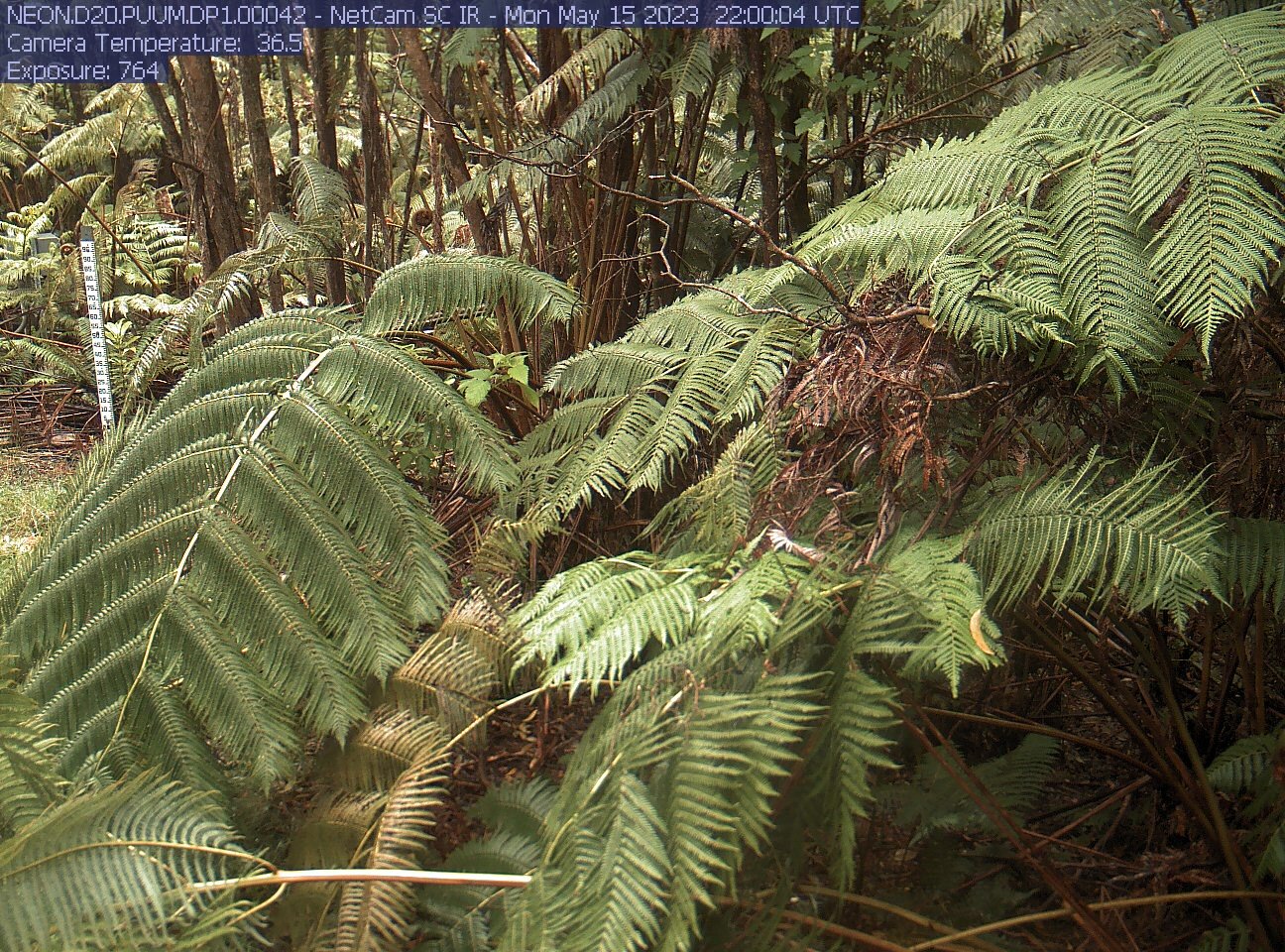 What Makes a Forest? Forested Field Sites Across the Observatory | NSF ...