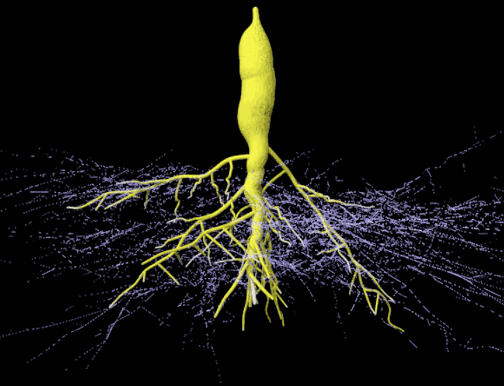 Digging Deeper into Carbon and Fungi in Eastern Forests | NSF NEON ...