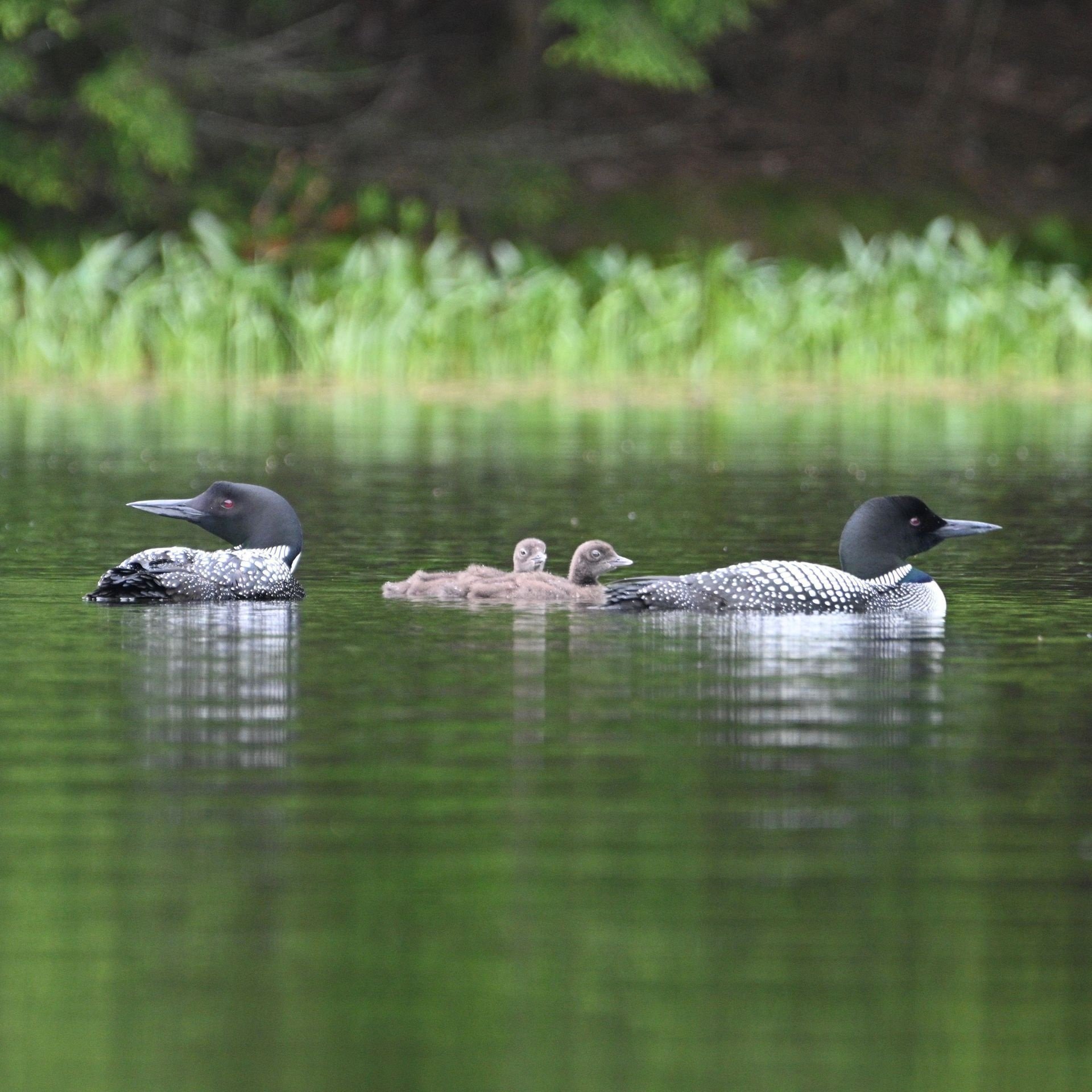 2024 in Photos: A Look Back Across the Observatory | NSF NEON | Open ...