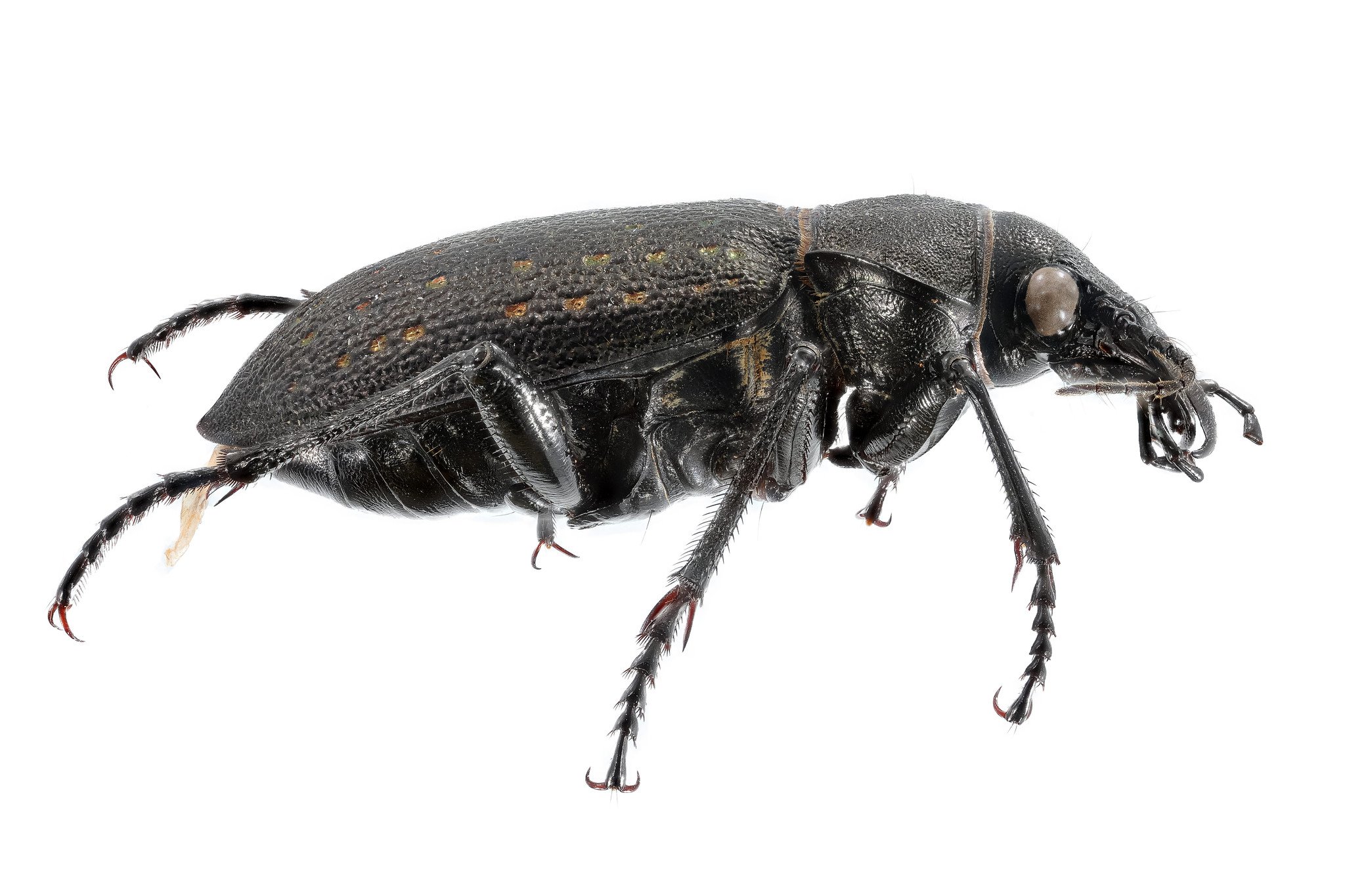 Citizen Scientists Extend Beetle Research at Yellowstone | NSF NEON ...