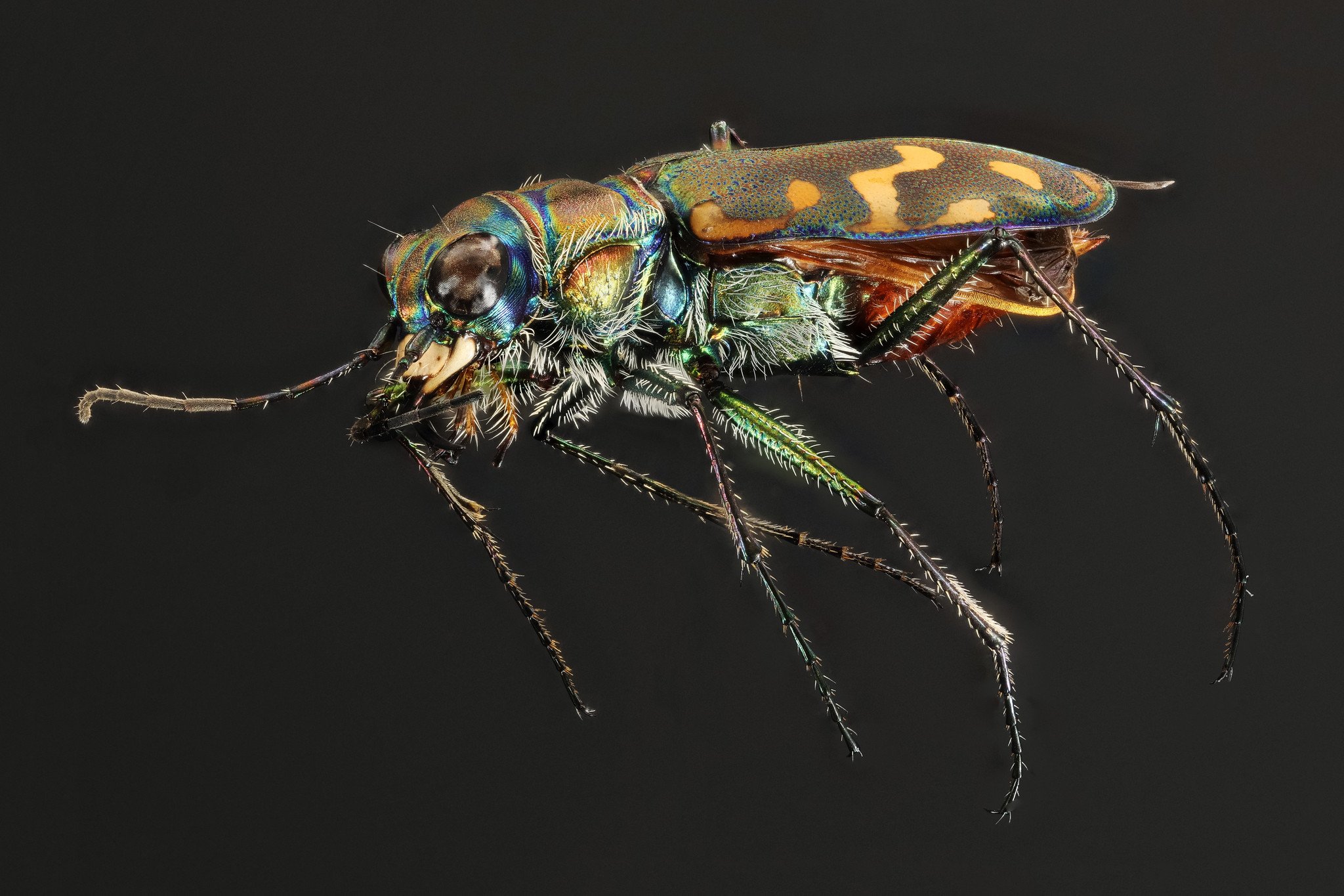 Ground Beetles | NSF NEON | Open Data to Understand our Ecosystems