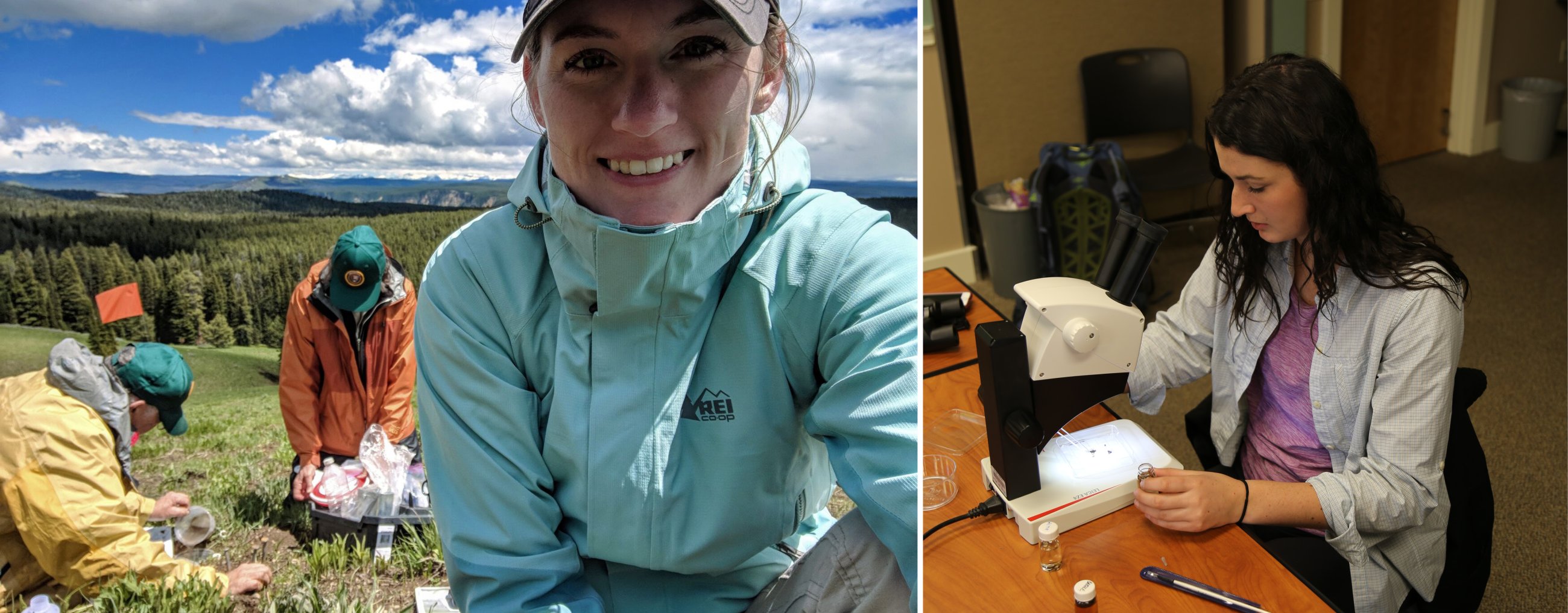 Citizen Scientists Extend Beetle Research at Yellowstone | NSF NEON ...