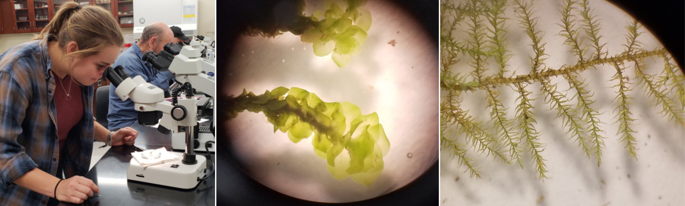 Gathering Moss (and Other Bryophytes) in the Sierra Nevada | NSF NEON ...