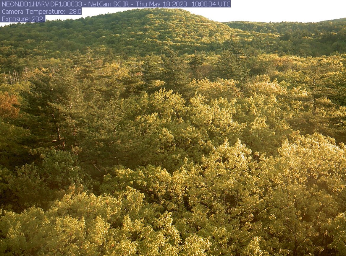 What Makes a Forest? Forested Field Sites Across the Observatory | NSF ...